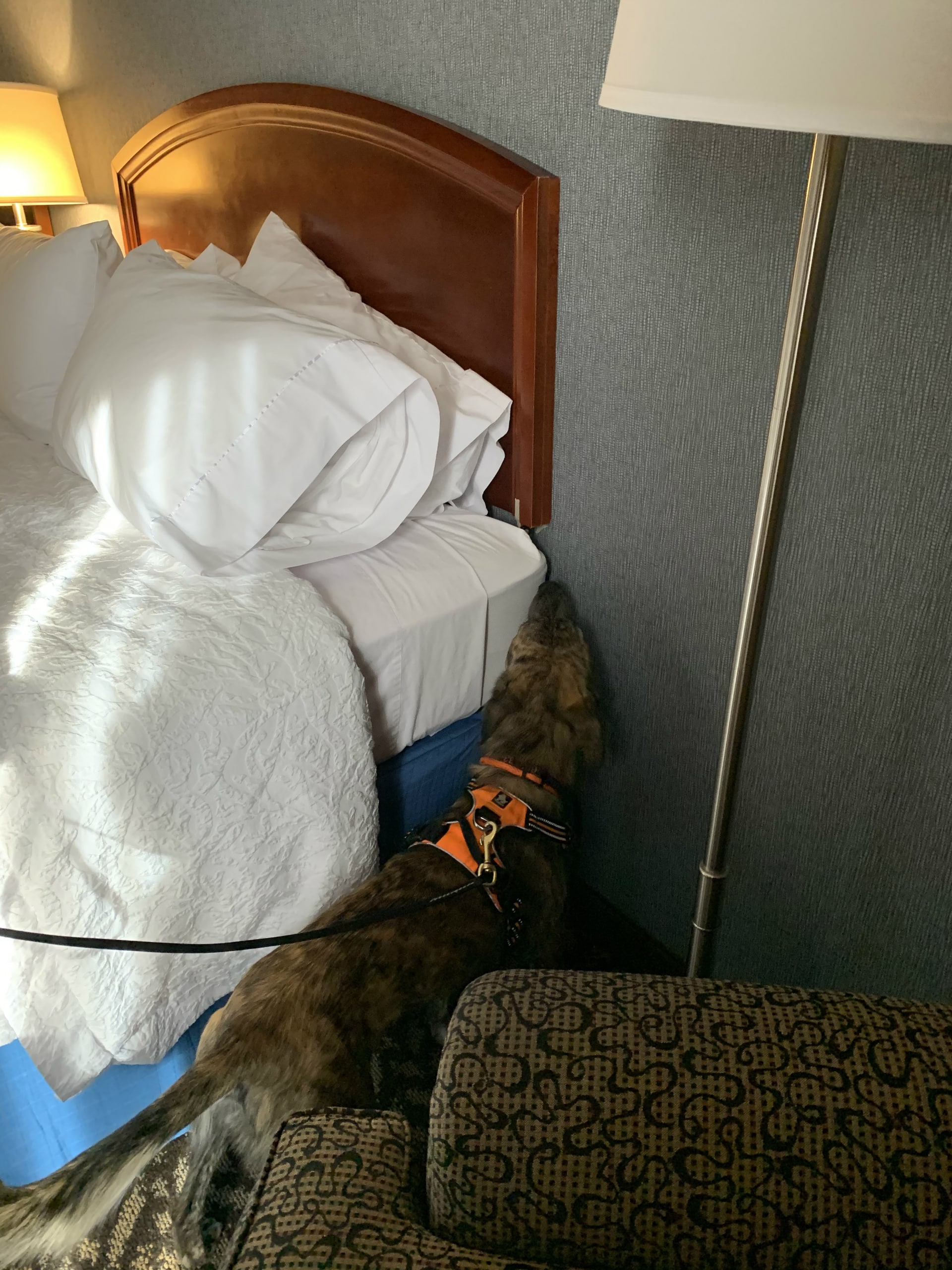 Bed Bug Detection Dogs | Professional Confidential, and Reliable Services