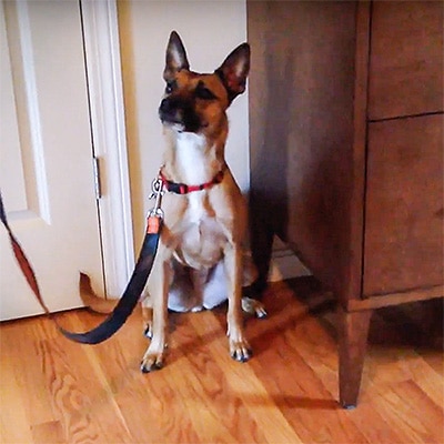 The Importance of Hiring a Certified Bed Bug Dog - Bed Bug Detection K9s